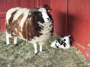 Westchester 2013 Bucket List: Visit Muscoot Farm