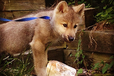 Howling Baby Wolf In South Salem Is The Cutest Thing In Westchester