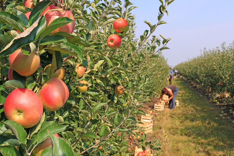 The Best Places to Go Apple Picking Near Westchester