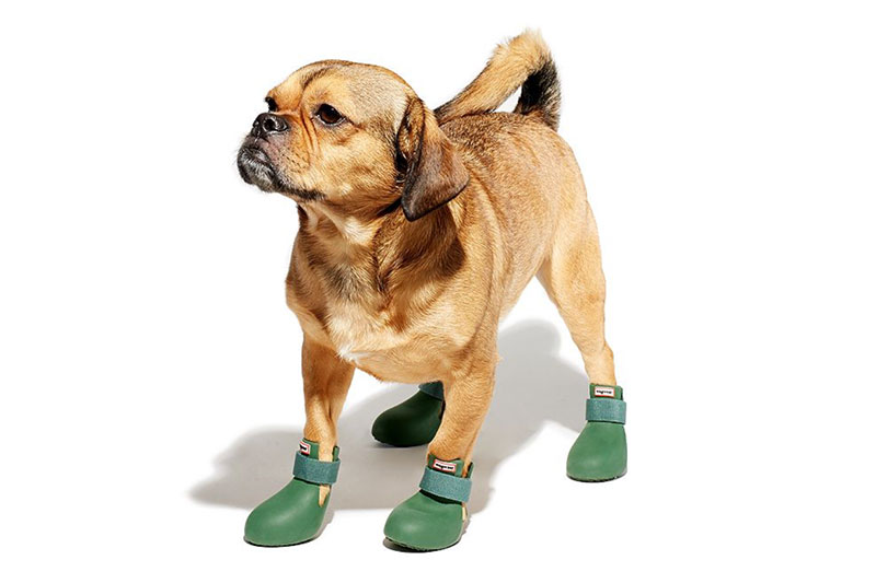 The Perfect Pet Accessories For Your Goodest Boy (or Girl)