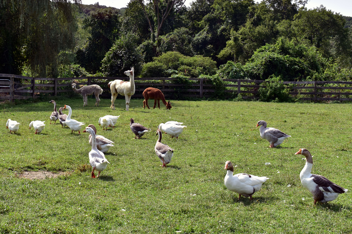 Animal Nation Is Here to Rescue Westchester's Wild Animals in Need