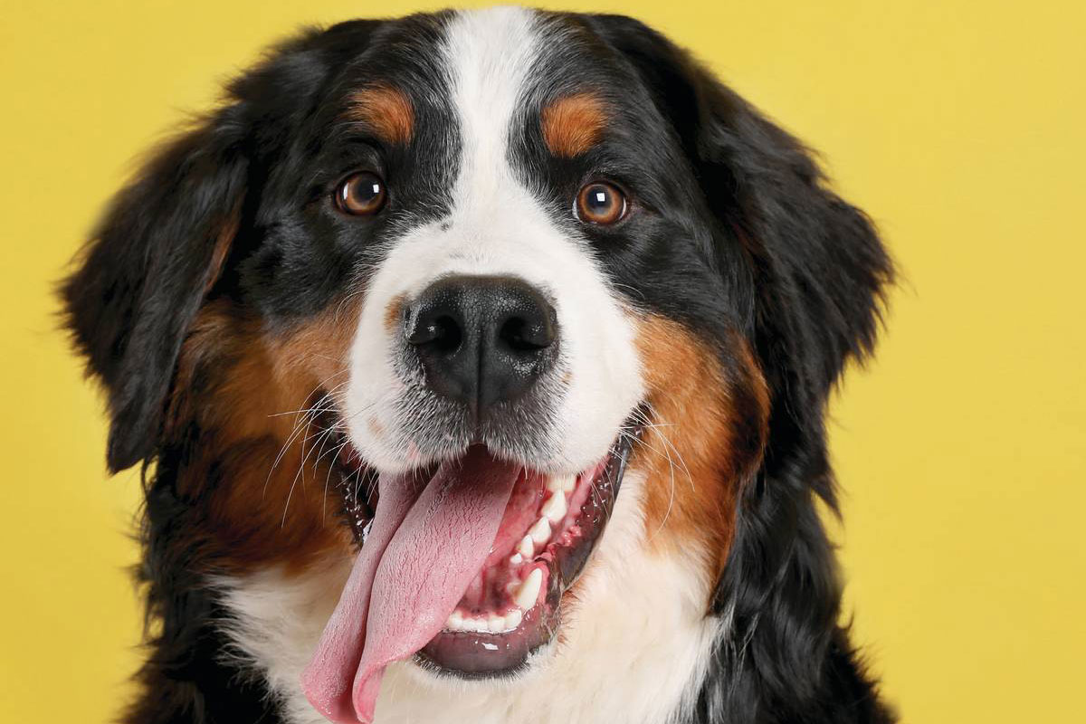 The Ultimate Dog Lover's Guide in Westchester County